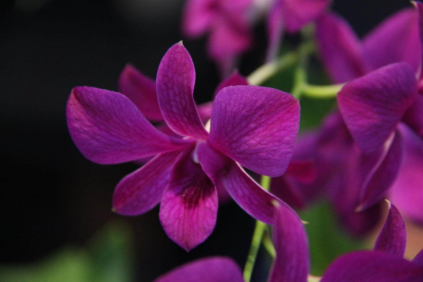 Invita Trompo Mágico al Festival las Orquídeas y Darwin | Gobierno del ...