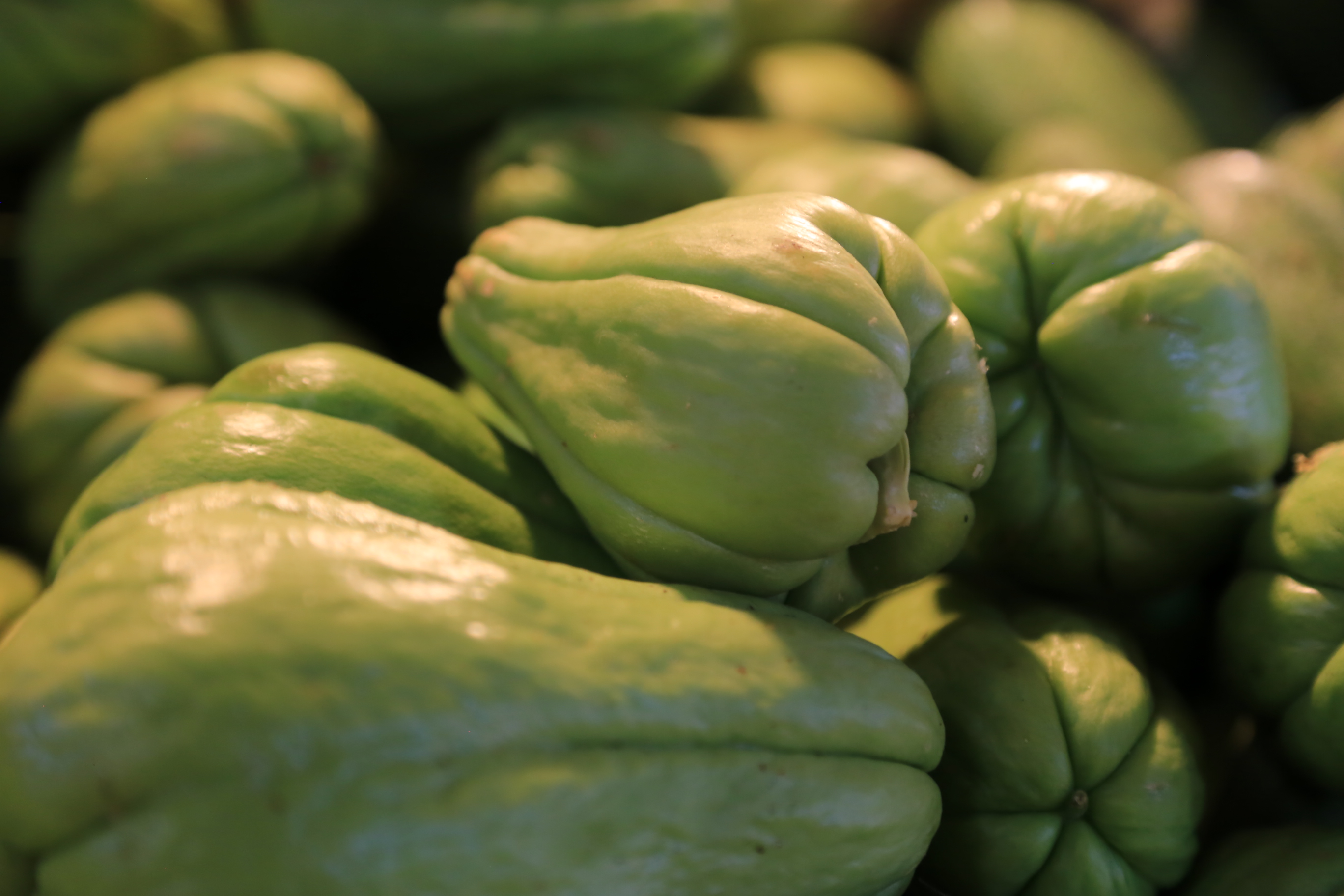 Proyecto vanguardista para mejoría genética del chayote | Gobierno del ...