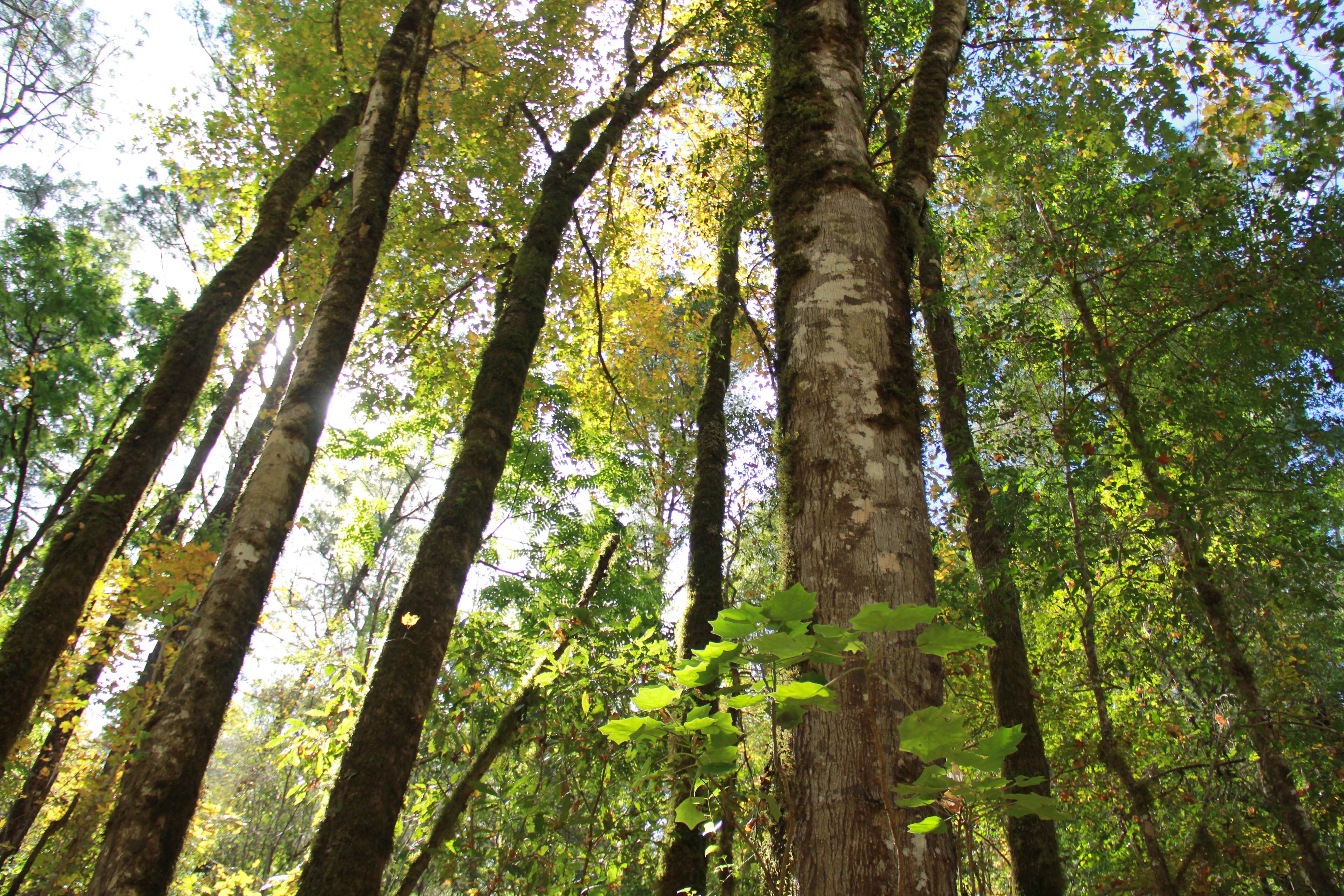 Anuncia SEMADET creación de la nueva Área Natural Protegida Parque ...
