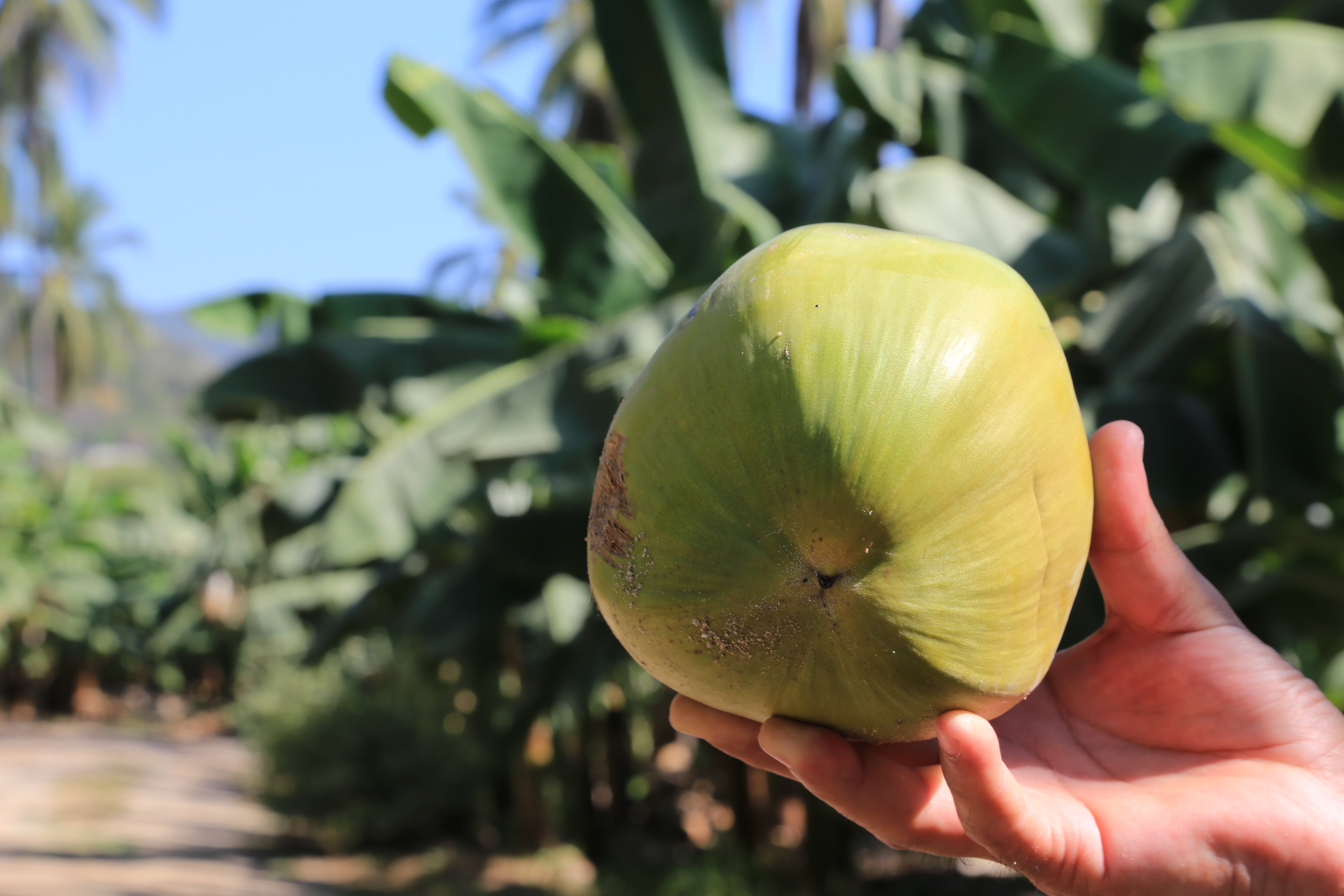 Jalisco entre los principales productores de coco | Gobierno del Estado ...