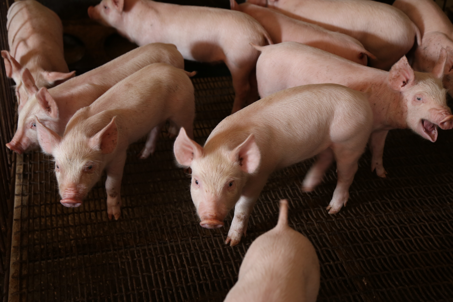 Los lechones, un negocio rápido y de bajo costo | Gobierno del Estado ...