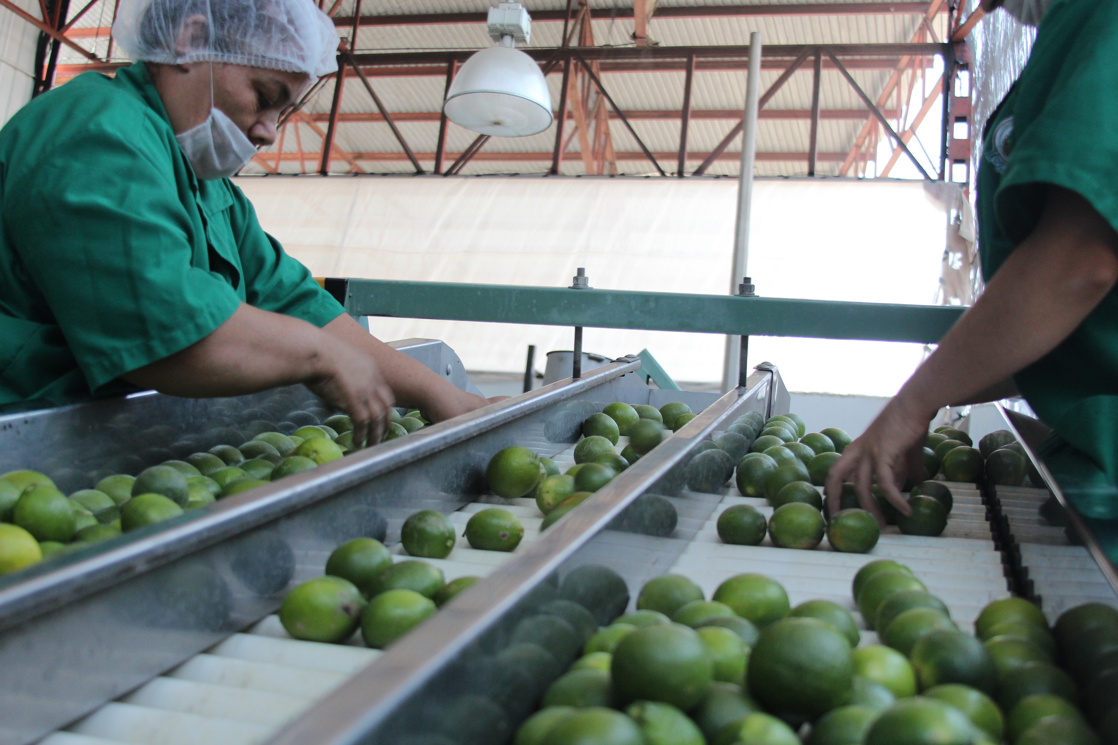Crece exportación de limón persa producido en Jalisco | Gobierno del ...